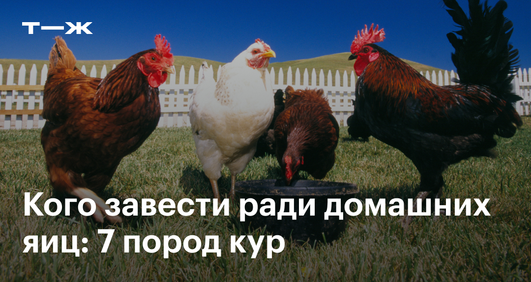 7 лучших пород кур несушек