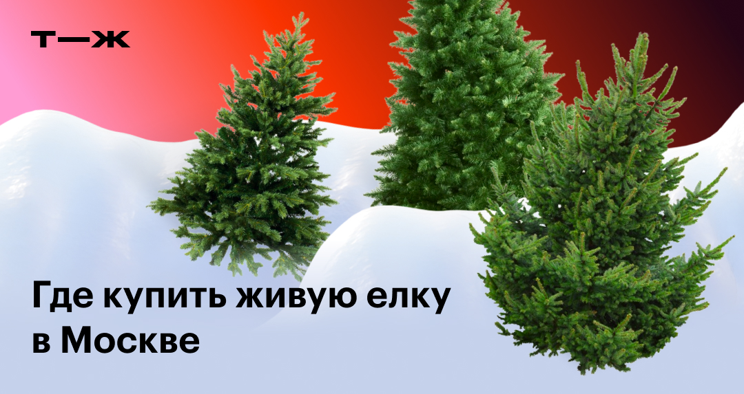Где купить живую елку в Москве: 6 магазинов с доставкой