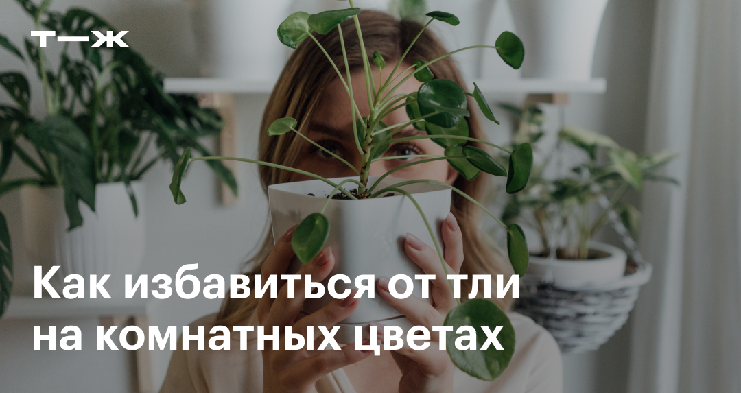 Тля на комнатных растениях как выглядит как избавиться профилактика
