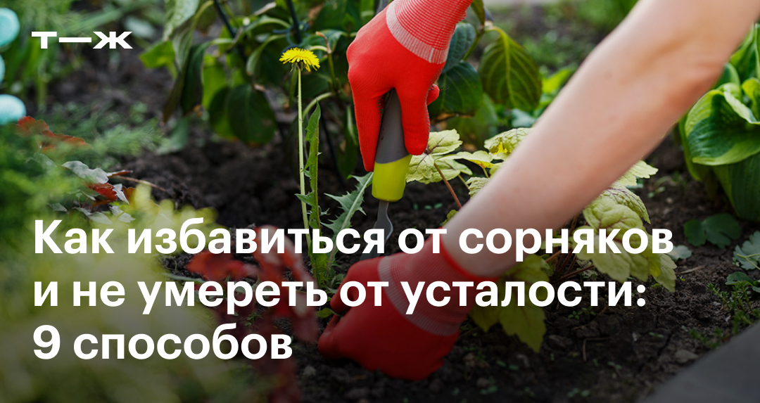 Как избавиться от сорняков: способы и средства борьбы с сорняками на ...