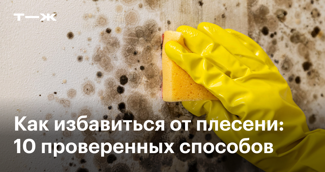 Плесень: что это, почему появляется, чем опасна, как избавиться
