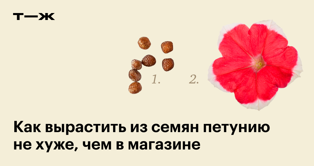 Как вырастить петунию из семян как когда и куда сеять