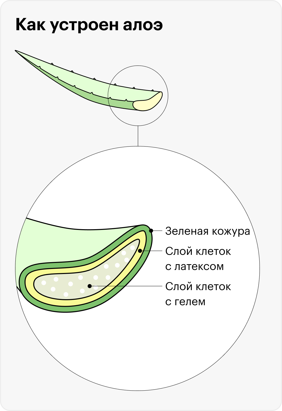 Алоэ: польза и вред сока и косметики на основе экстракта, помогает ли ...