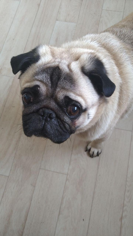 How Old Is Faze Rugs Dog Bosley