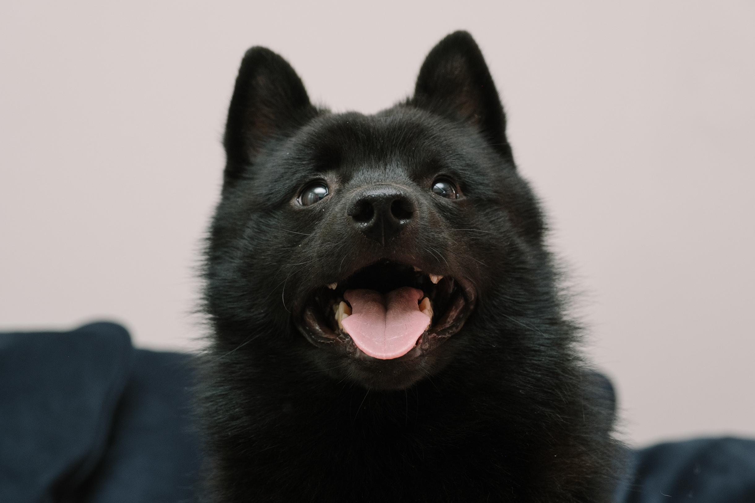 «Привет, это Миша»: как живет черный шипперке Миша