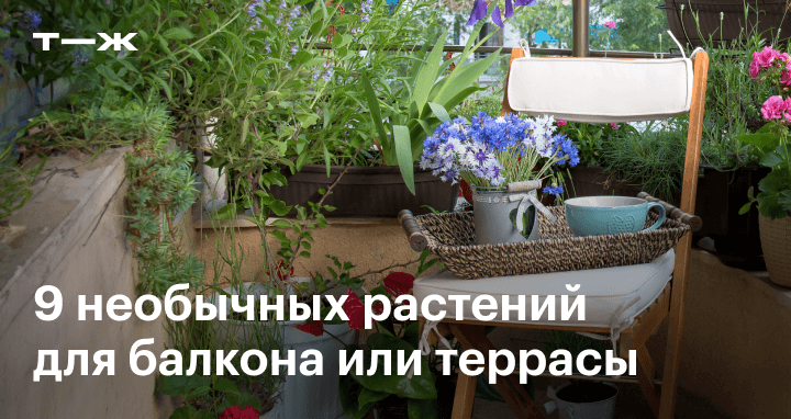 Что посадить на балконе и террасе: 9 цветов и растений