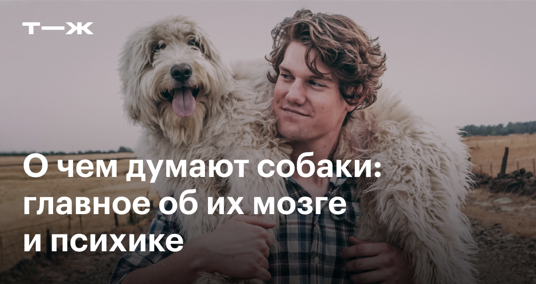 Мозг собаки: есть ли разум и интеллект, могут ли они думать
