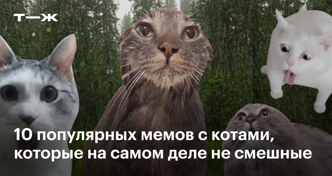10 популярных мемов с котами, которые на самом деле не смешные