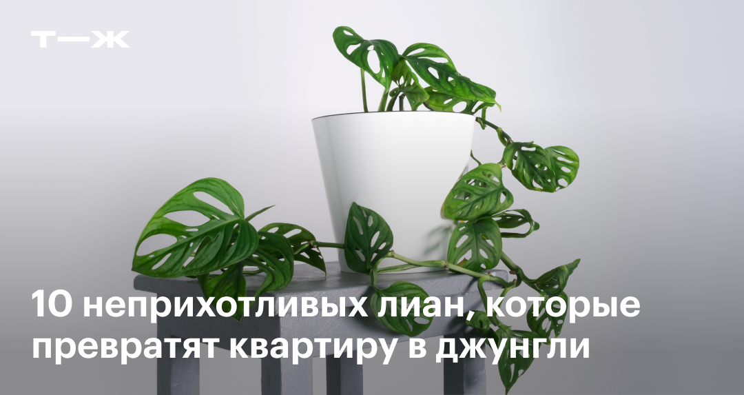 Ампельные комнатные растения 10 примеров с названиями и фото