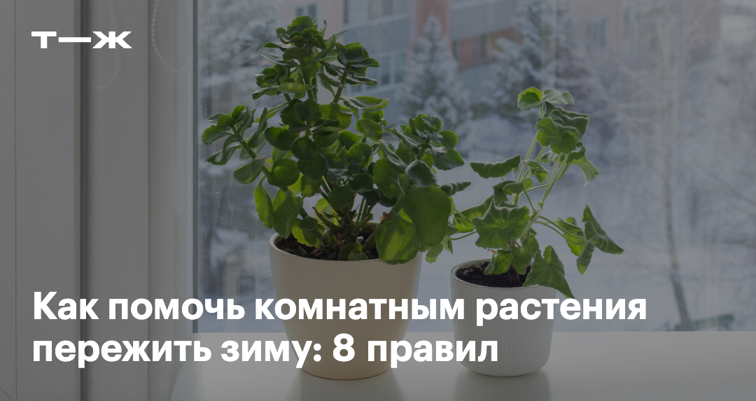 Уход за комнатными растениями зимой: 8 правил