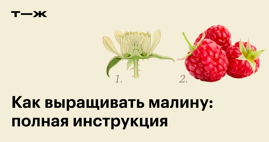 Посадка малины когда и как сажать как выбрать саженцы как ухаживать